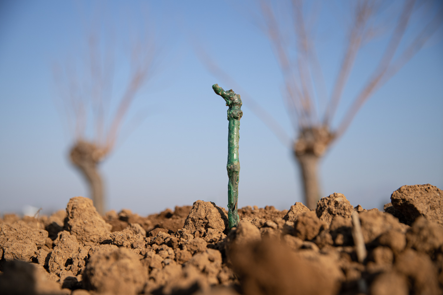 Il Refosco nell'anima del Friuli